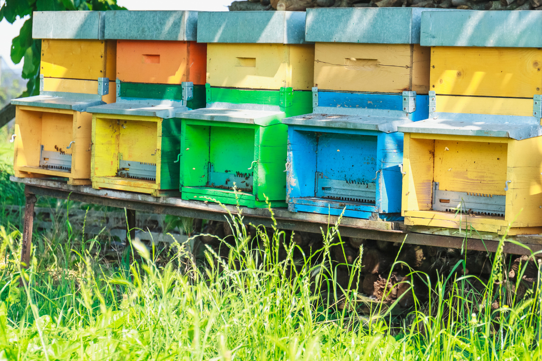 Arnia Dadant Blatt » Arnie Api